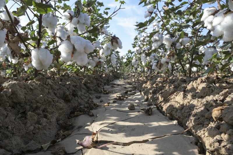 The fairy tale of thirsty cotton | textile network