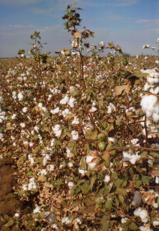 Interview mit Afrika-spezialist Gérald Estur | textile network ...